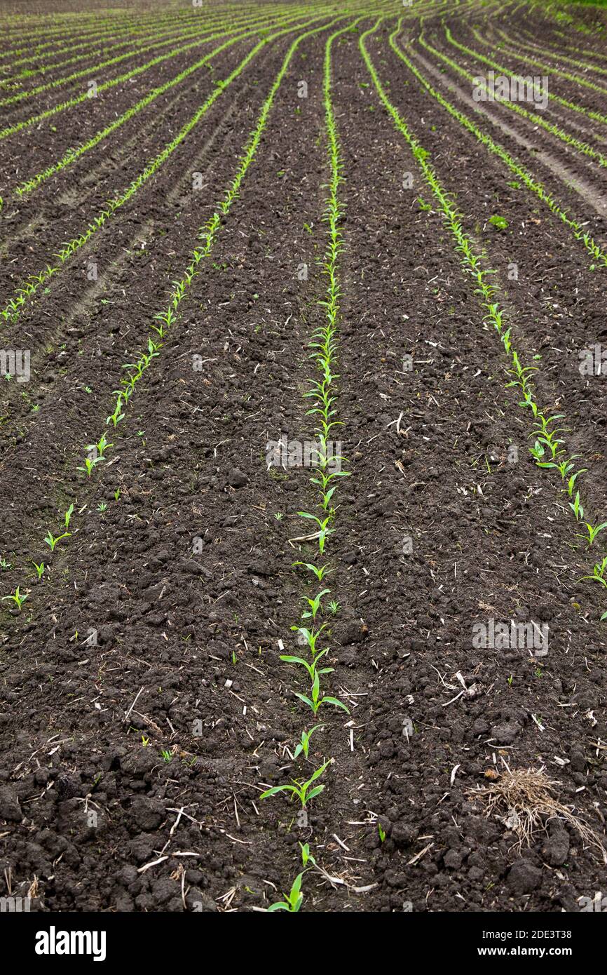 American indian corn field hi-res stock photography and images - Alamy
