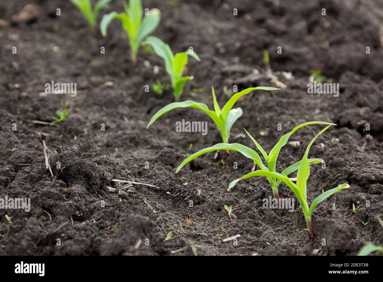 Indian corn and canada hi-res stock photography and images - Alamy