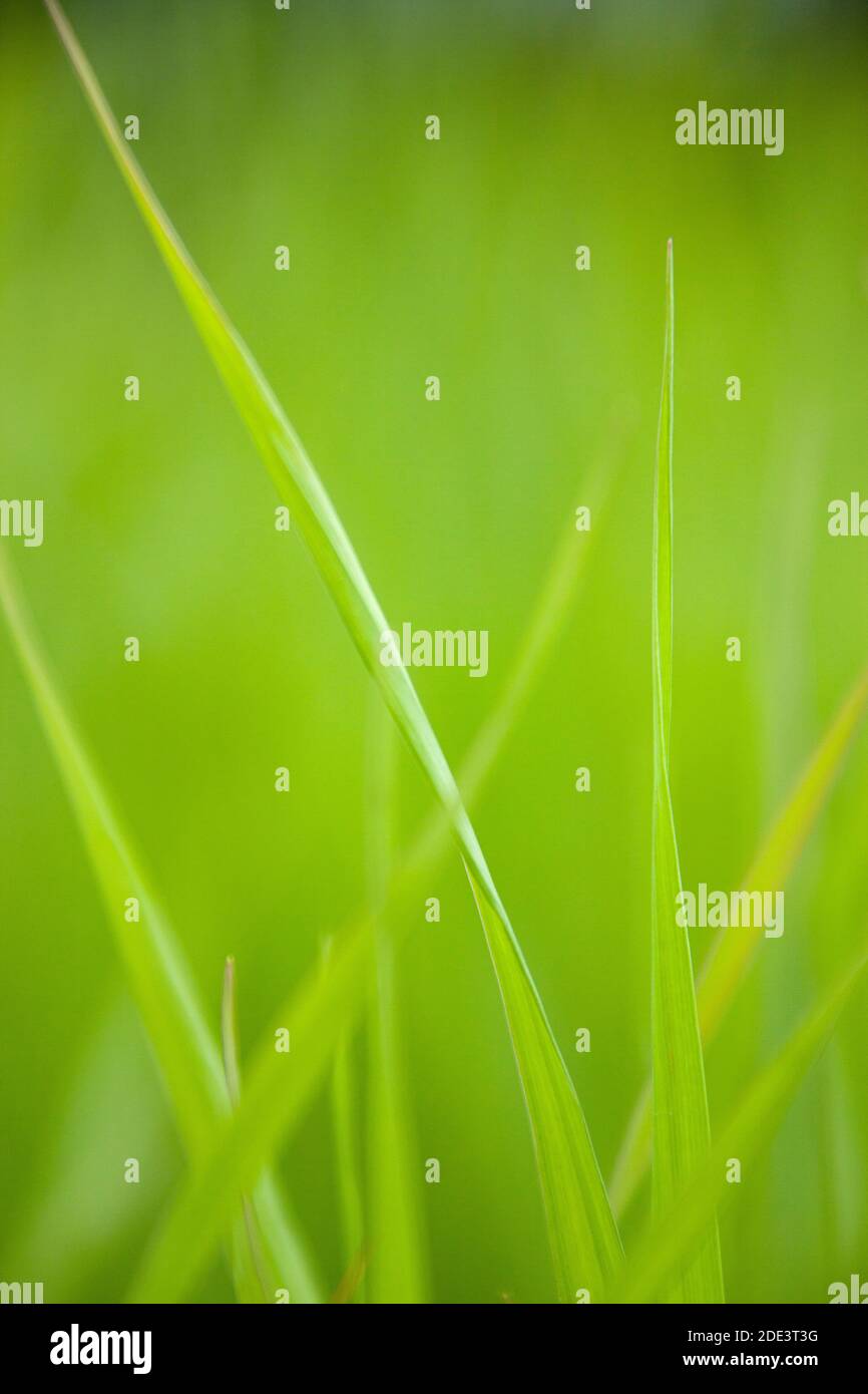 Garden yard day blades plant hi-res stock photography and images - Alamy