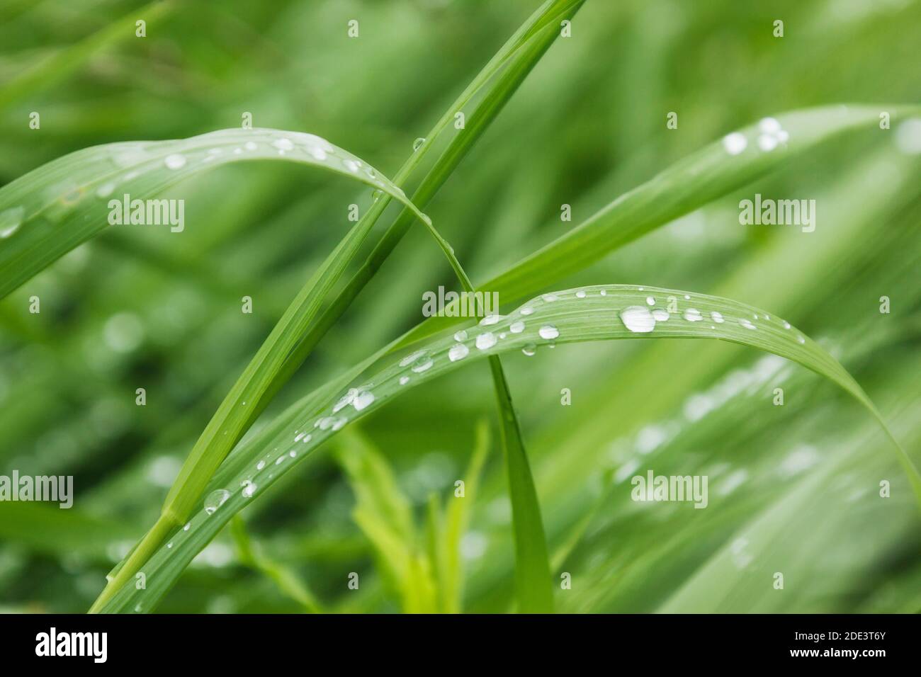 Nice dew on grass hi-res stock photography and images - Alamy