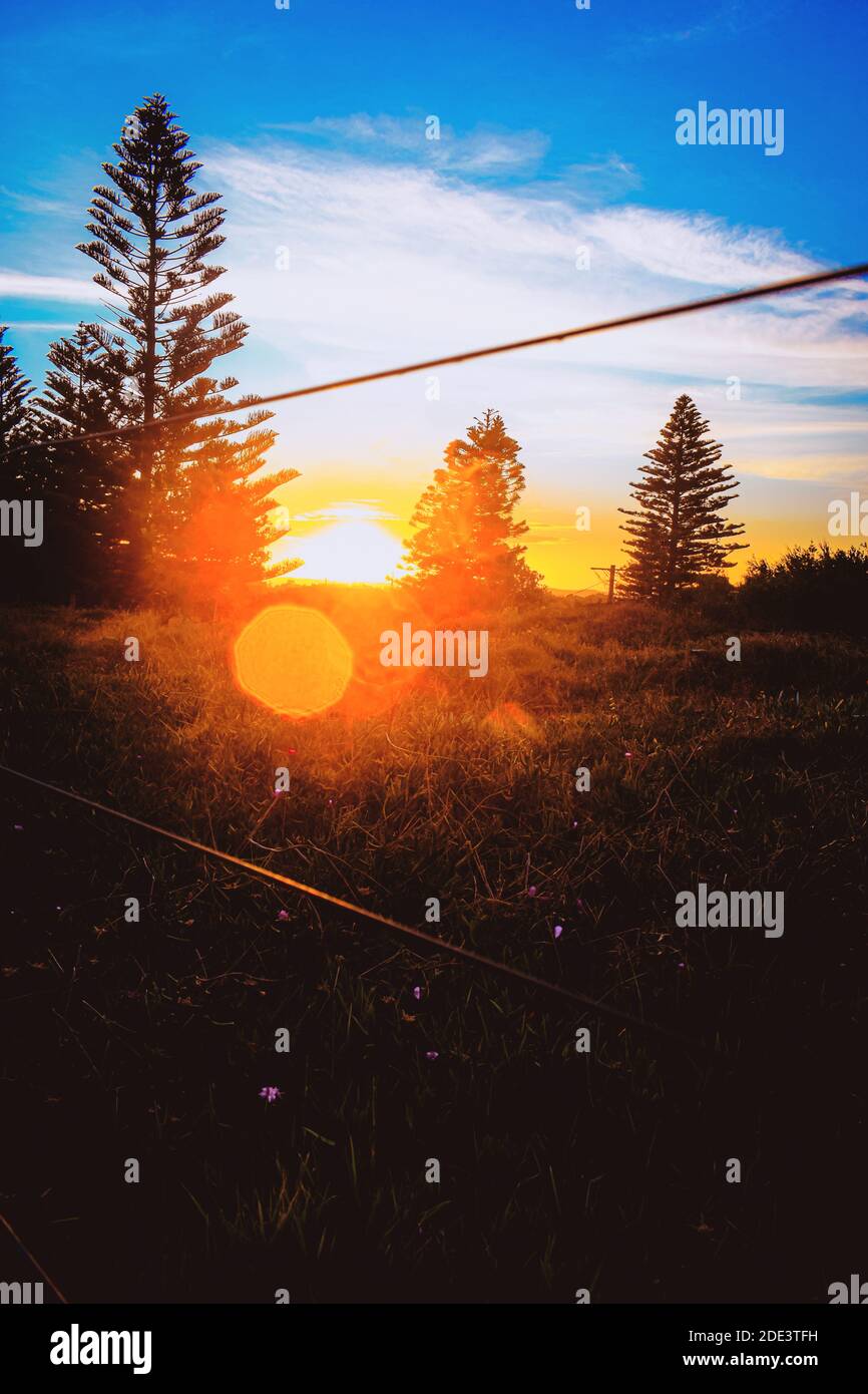 A vertical shot of tree silhouettes in a field under a blue sky and ...