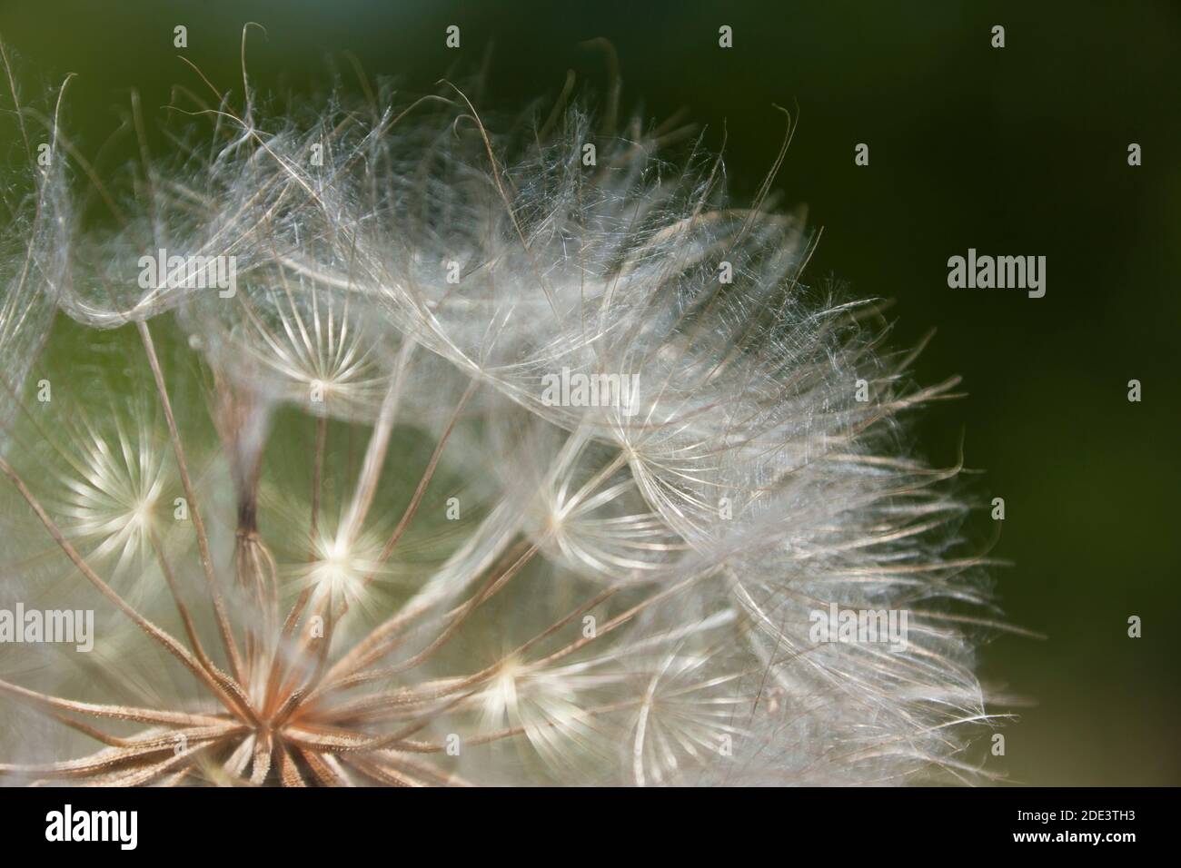 Goat head weed hi-res stock photography and images - Alamy