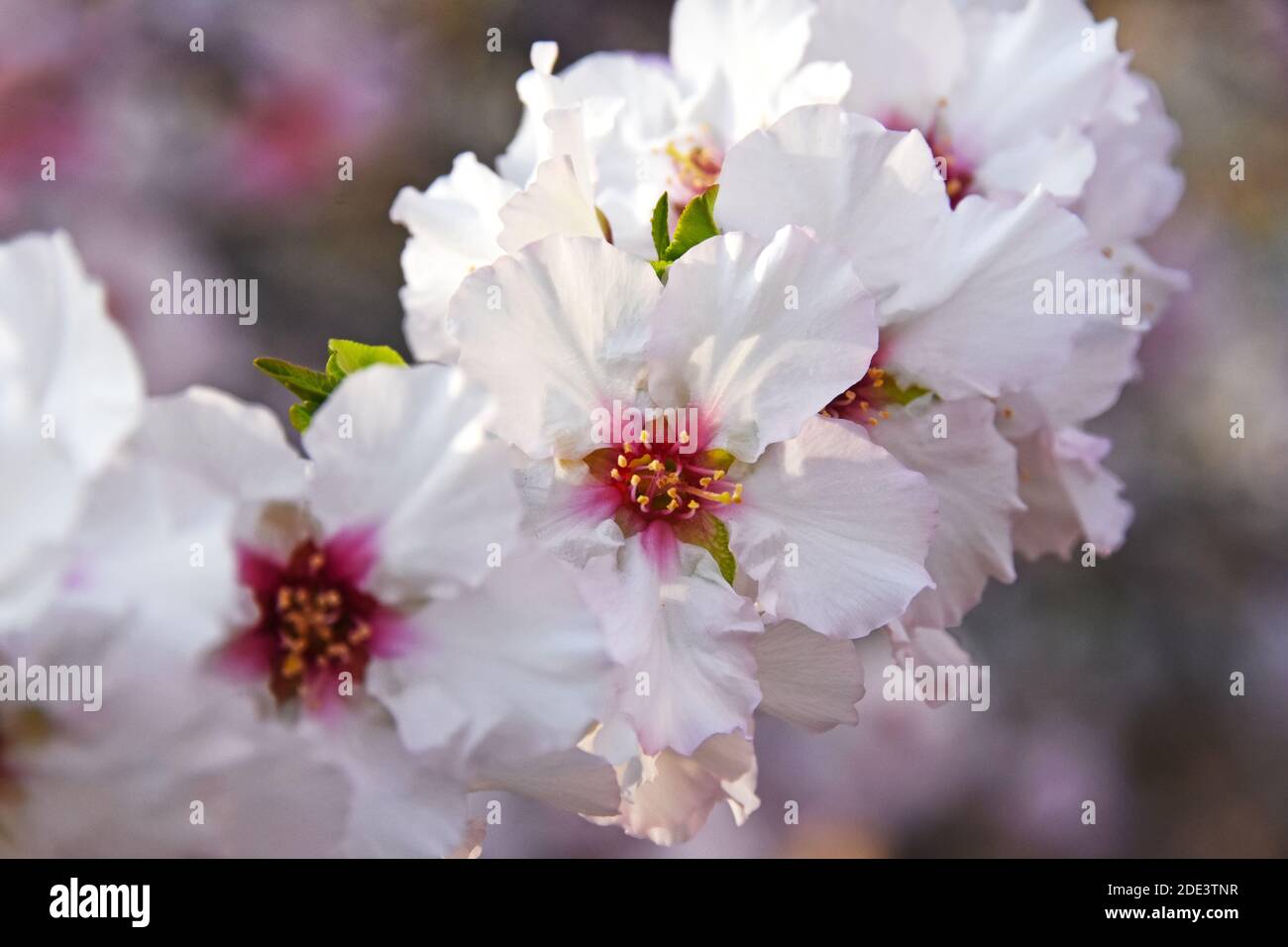 closeup of blooming almond tree with pink flowers during springtime ...