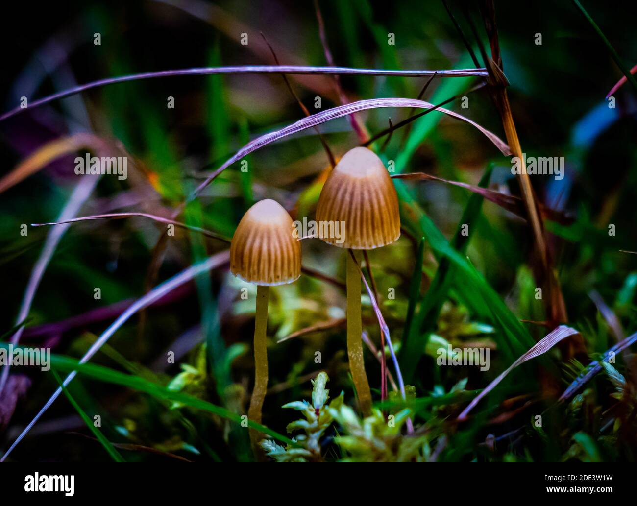 Magic mushroom liberty cap psilocybe hi-res stock photography and ...