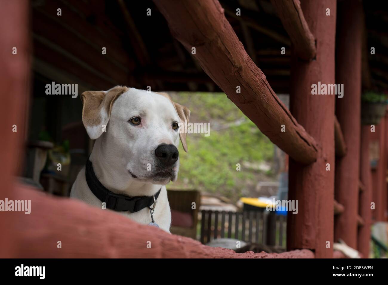 Pointer Lab Pitbull Mix