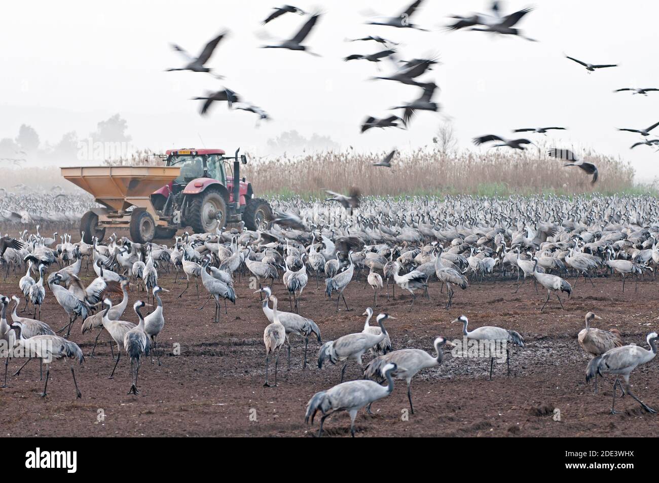 Common Crane birds in the Agamon Hula bird refuge, Israel Stock Photo ...