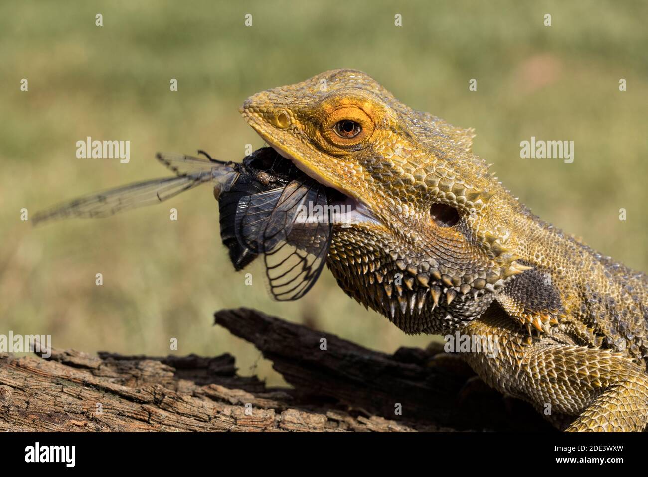 Black prince cicada hi-res stock photography and images - Alamy