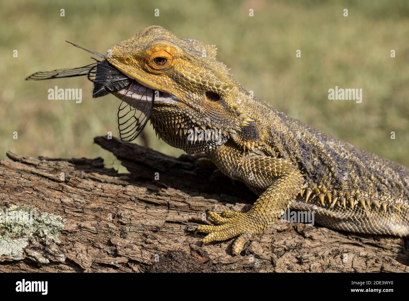 Black prince cicada hi-res stock photography and images - Alamy