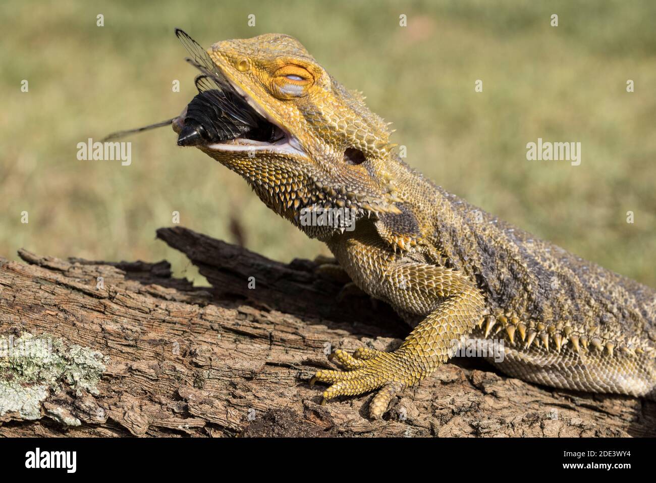 Central Bearded Dragon feeding on Black Prince cicada Stock Photo - Alamy