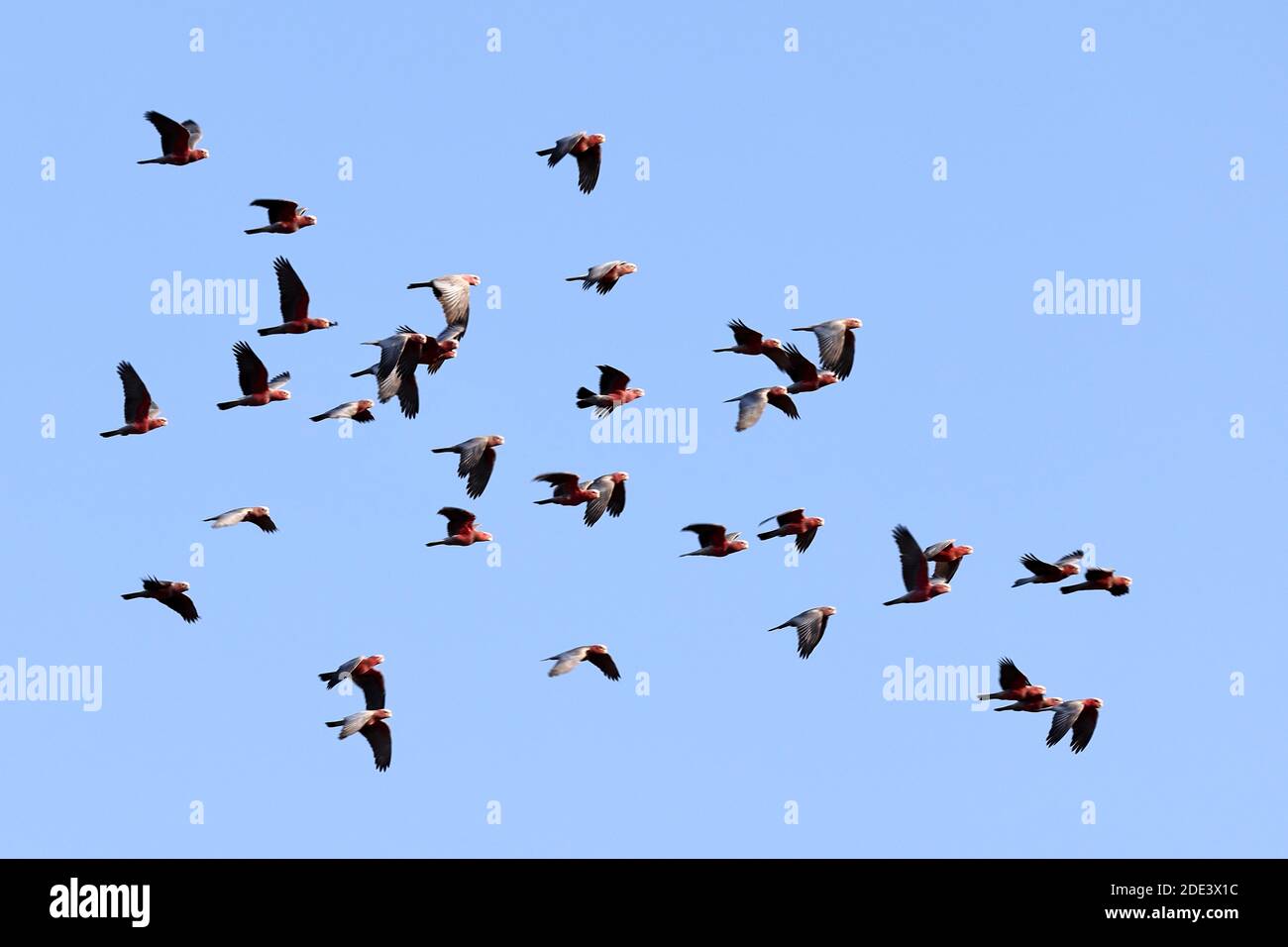 Pink & Grey Galah flock in flight Stock Photo - Alamy