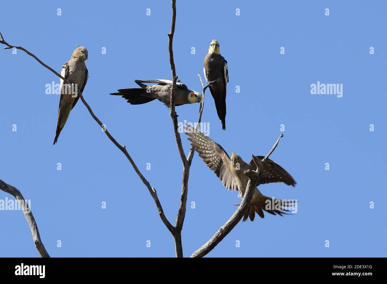 Cockatiels hi-res stock photography and images - Alamy
