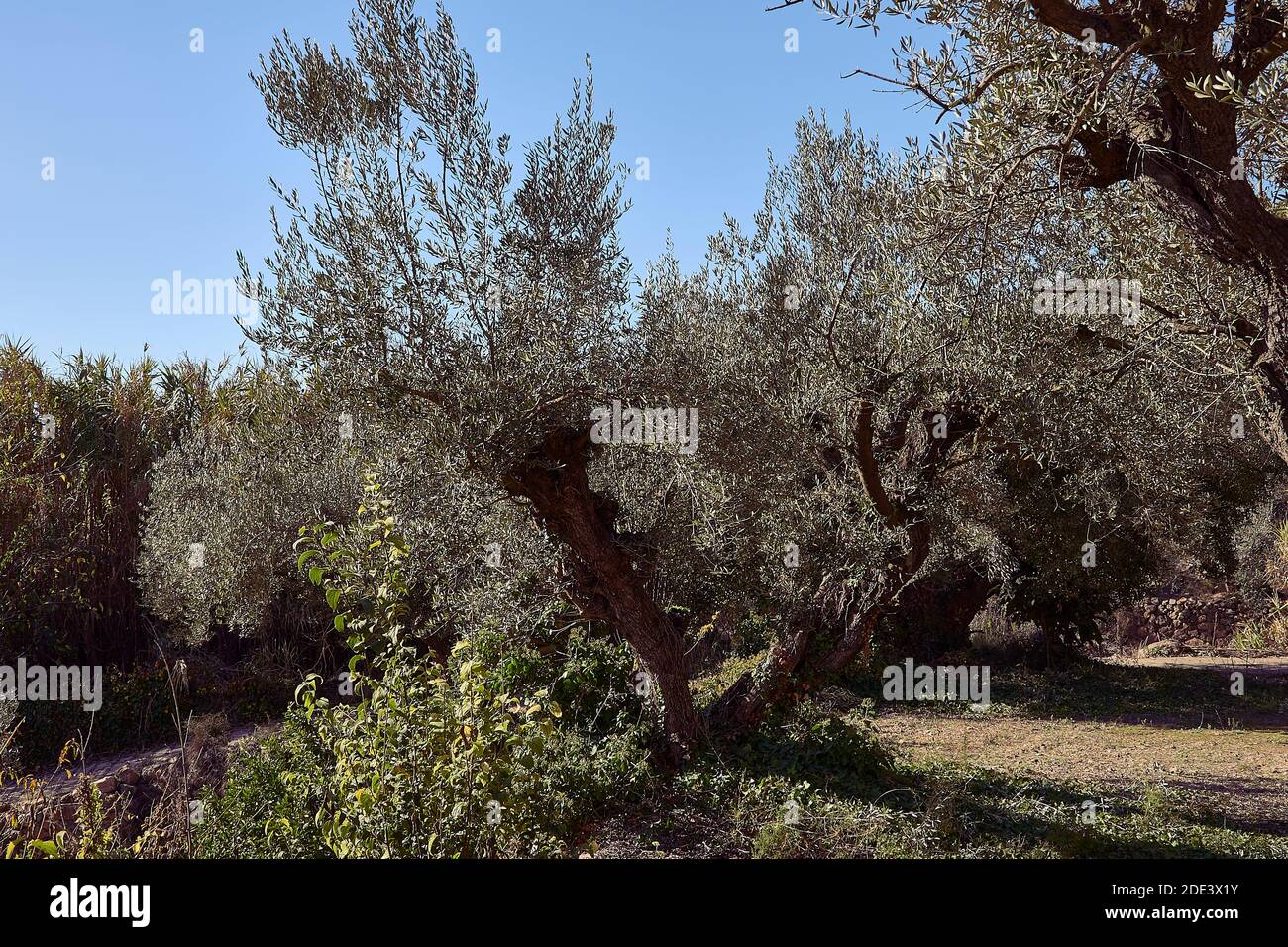 Olive fields full of olives for harvest, organic farming, centenary ...