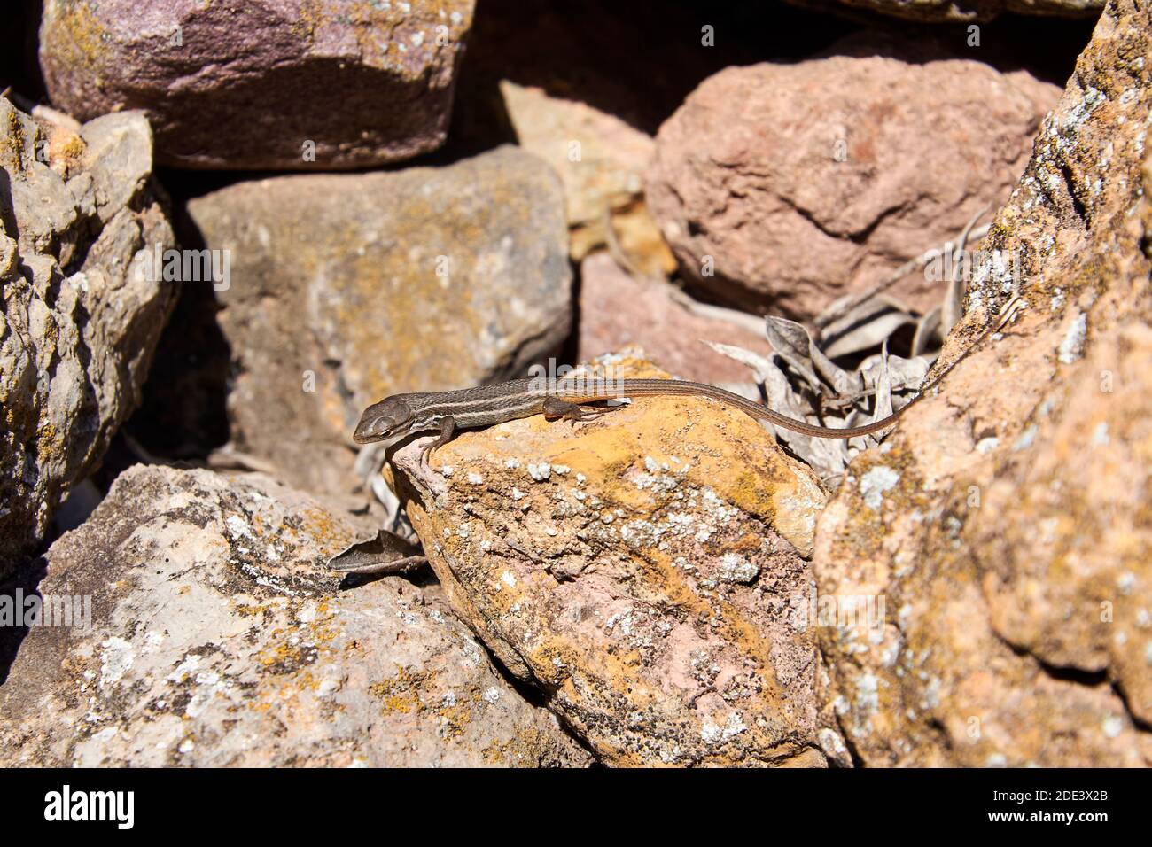 Small lizard on the stones, overhead view, sunny day Stock Photo - Alamy