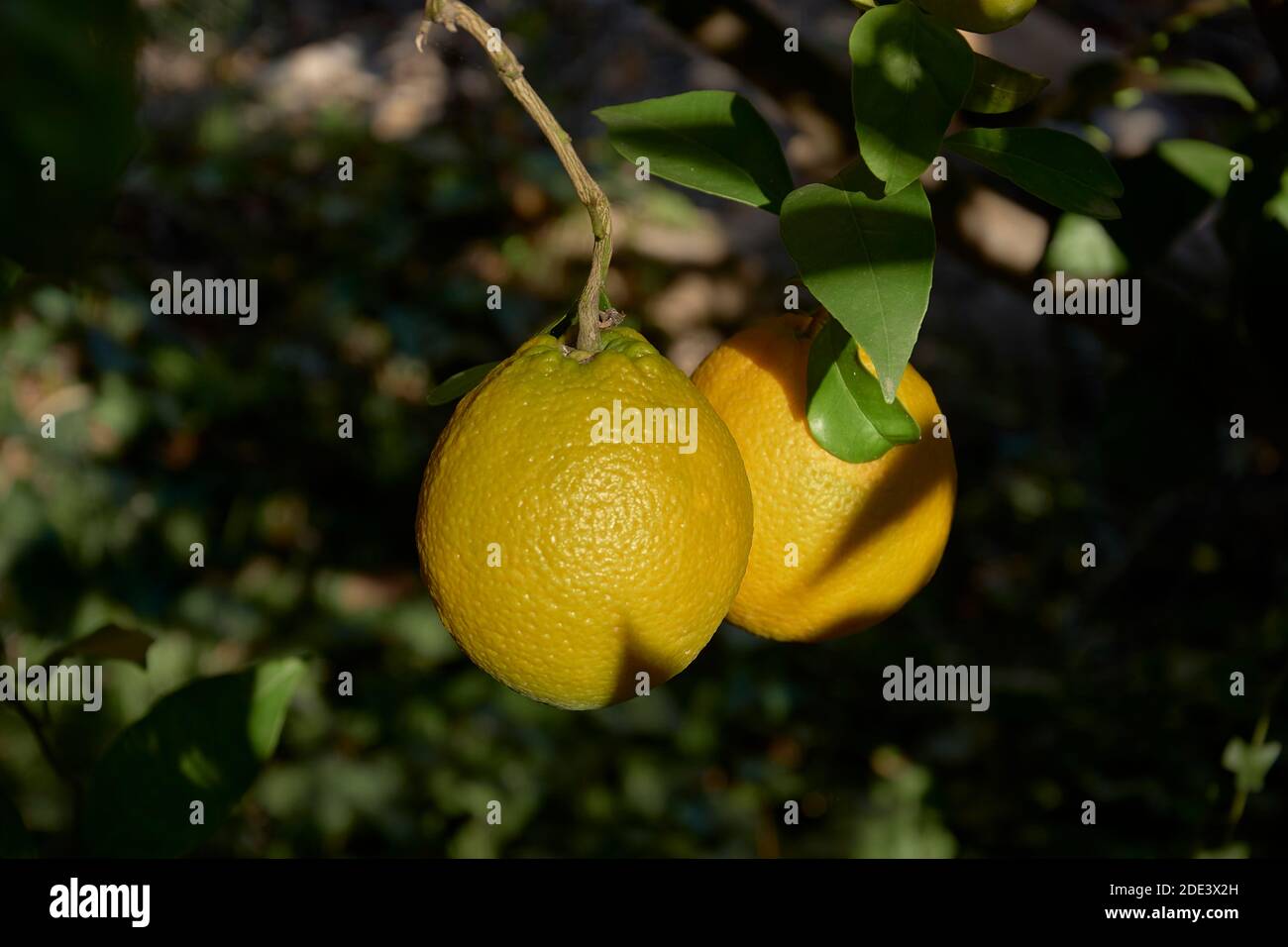 Lemons on lemon tree branch, central position, unfocused background ...