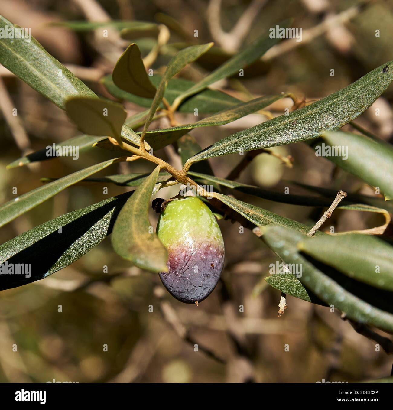 Green olive garden on hillside hi-res stock photography and images - Alamy