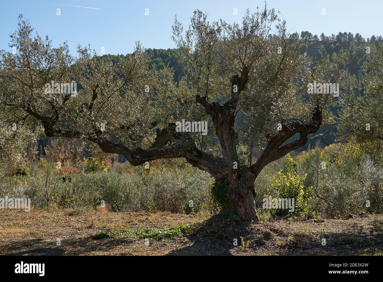 Olive fields full of olives for harvest, organic farming, centenary ...