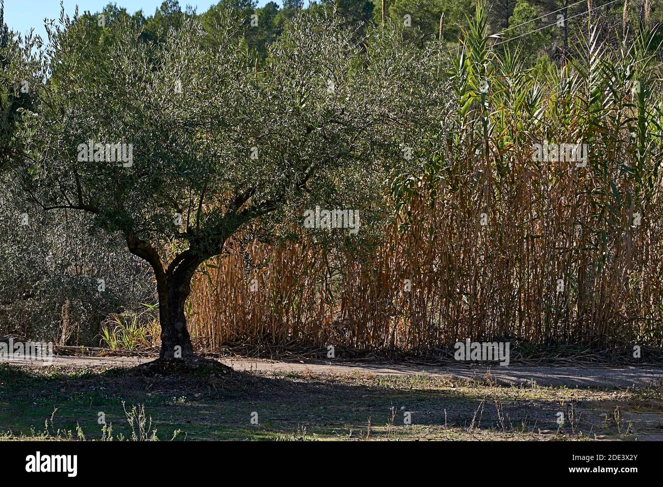 Olive fields full of olives for harvest, organic farming, centenary ...