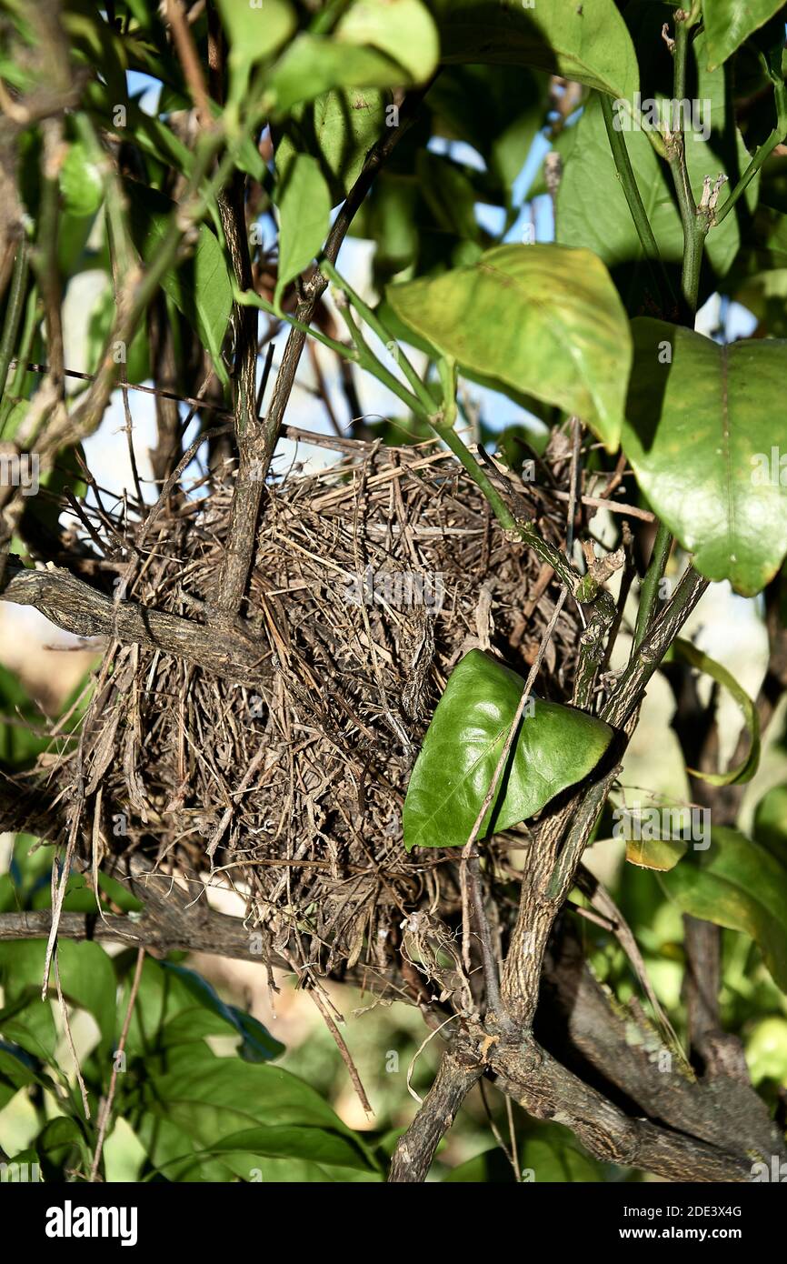 Empty bird nest tree branches hi-res stock photography and images - Alamy