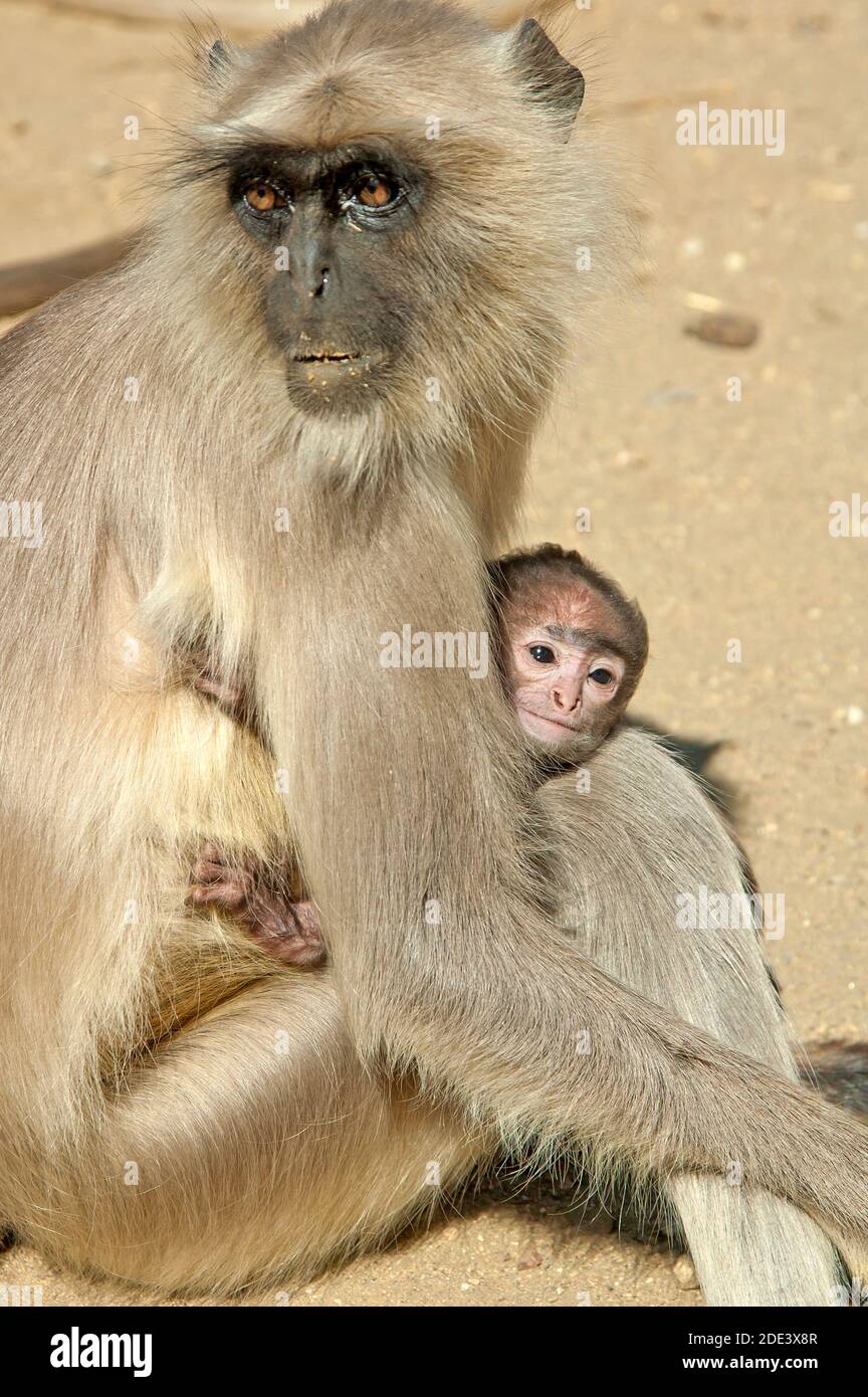 Indian baby monkey hi-res stock photography and images - Alamy