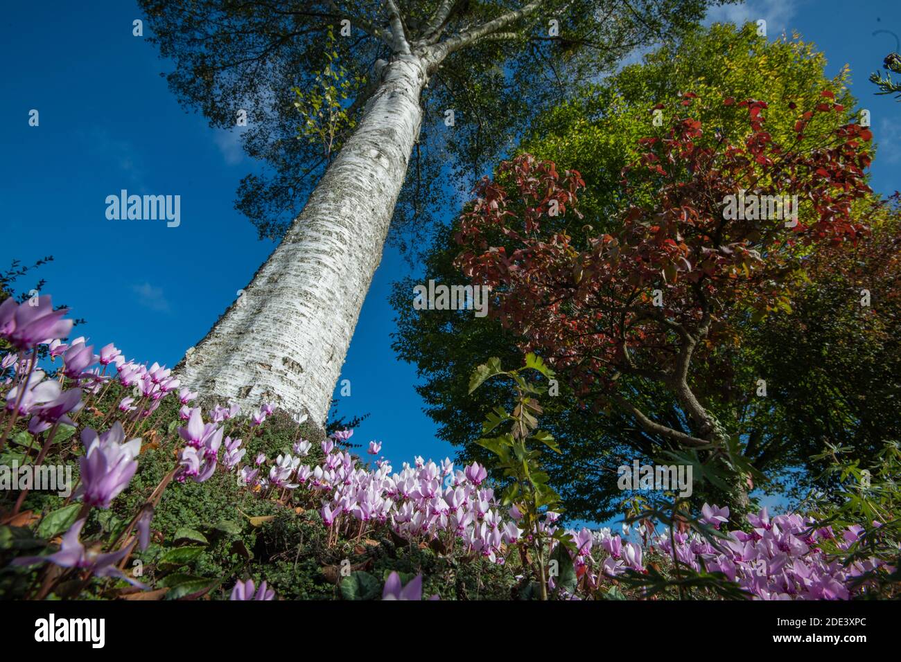 Silver birch uk garden hi-res stock photography and images - Alamy