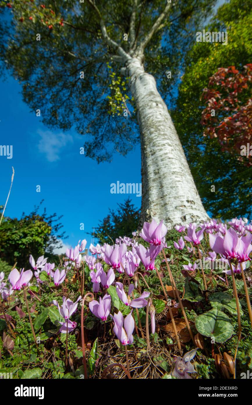 Silver birch uk garden hi-res stock photography and images - Alamy