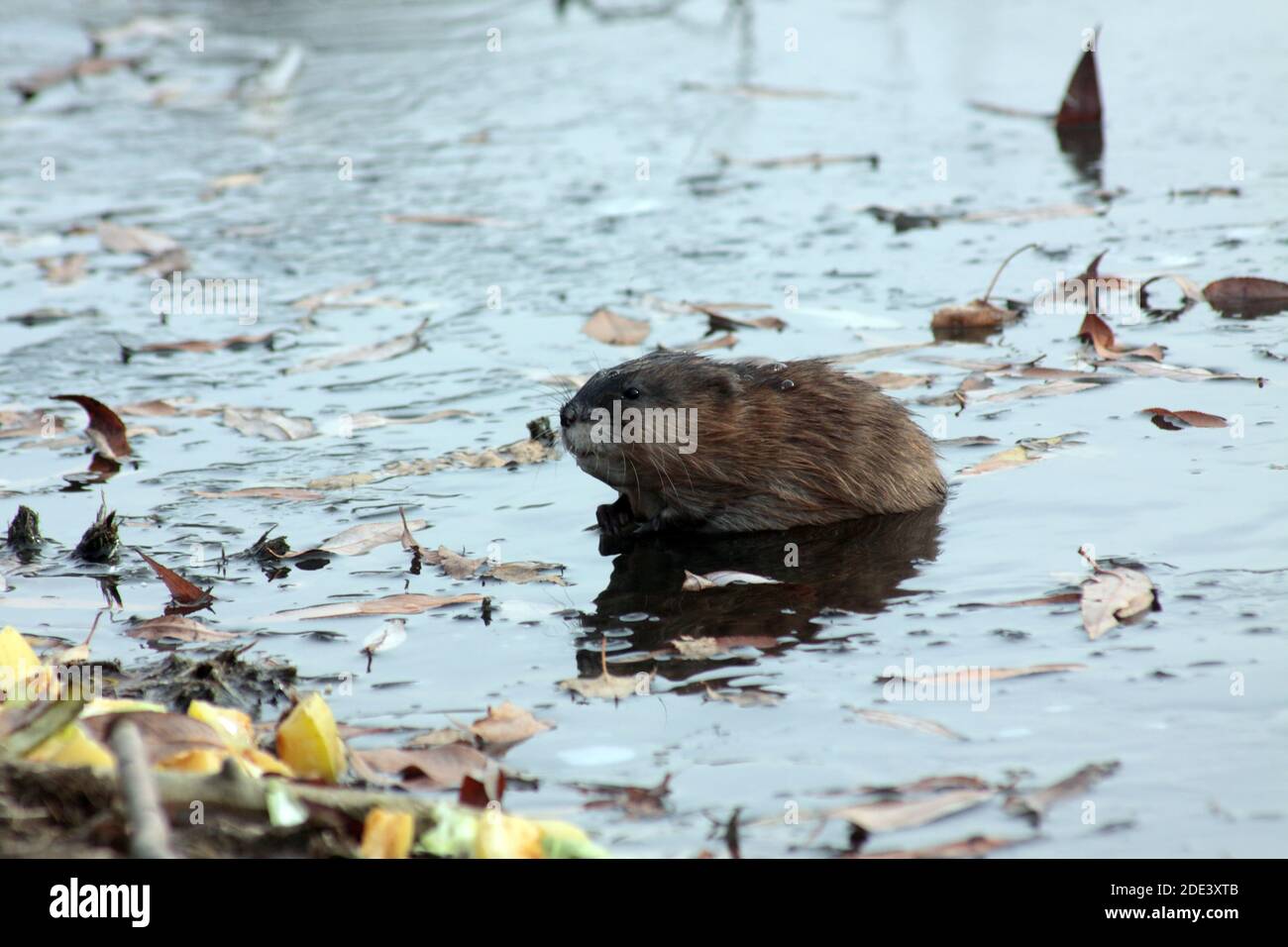 Cute muskrat hi-res stock photography and images - Alamy