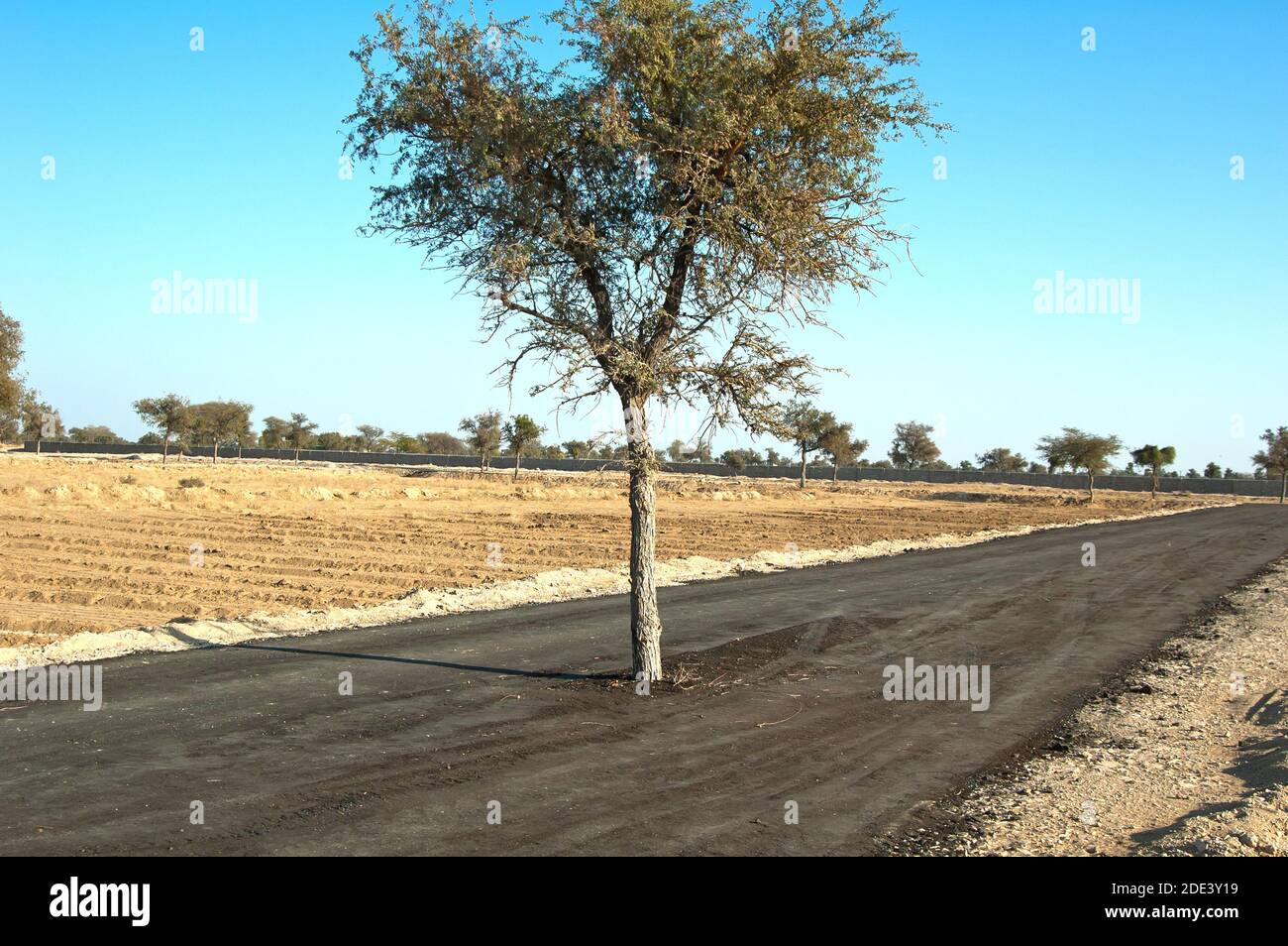 India tree hi-res stock photography and images - Alamy