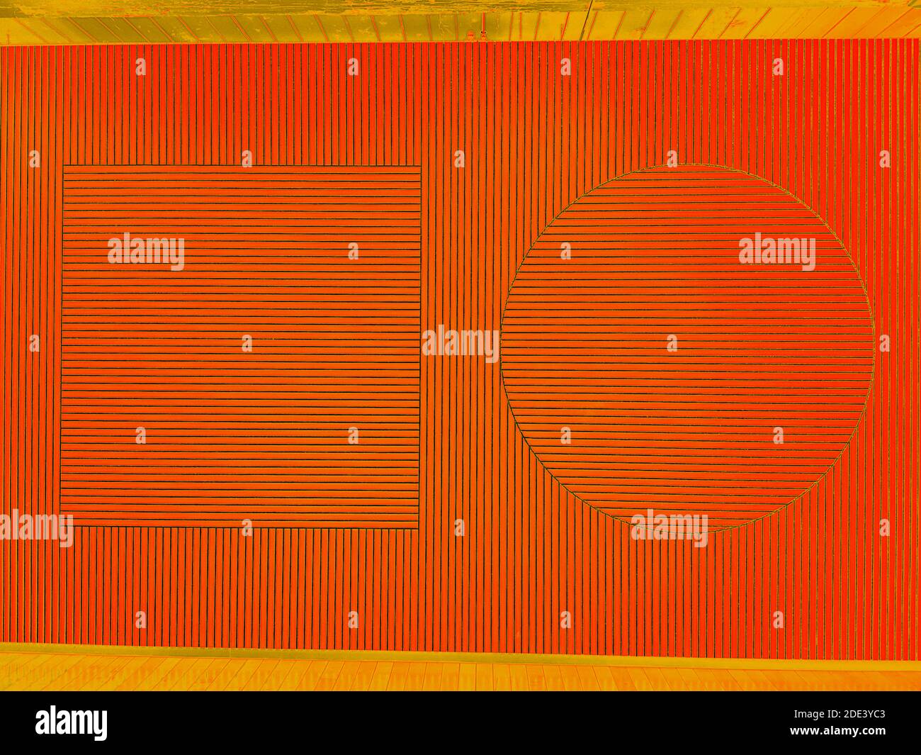 Moire pattern of square square, circle and lines in orange and gold ...