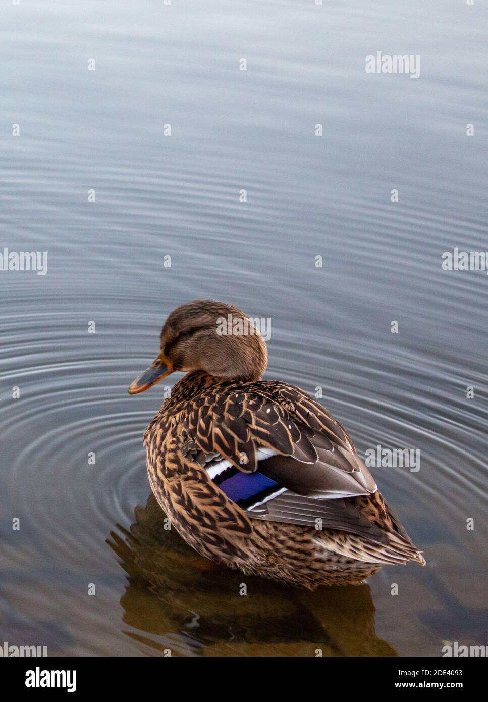 Water birds on a calm lake, reflections, down light, relaxing, nature ...