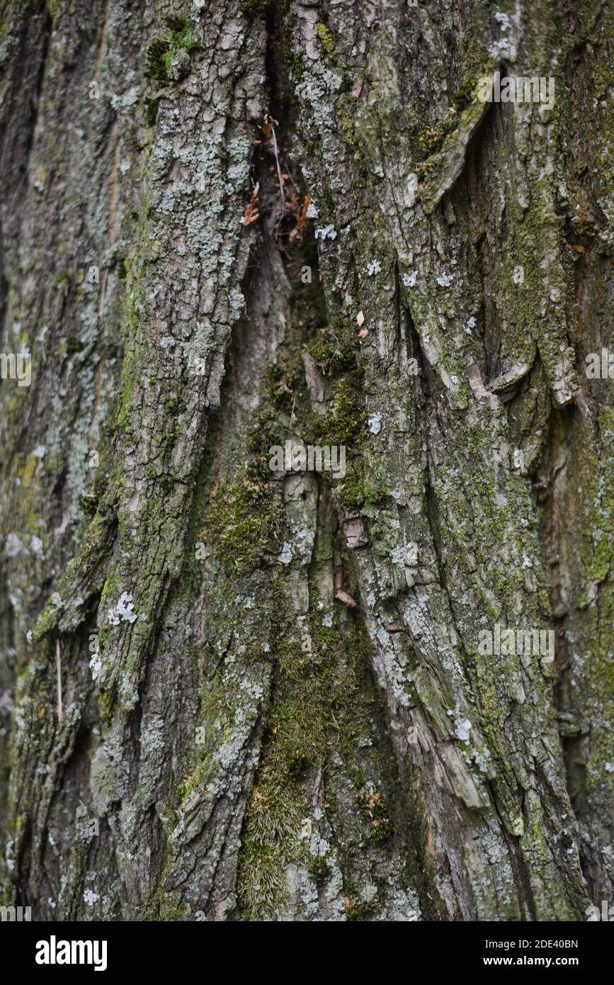Texture shot of brown tree bark, filling the frame. Tree bark texture ...
