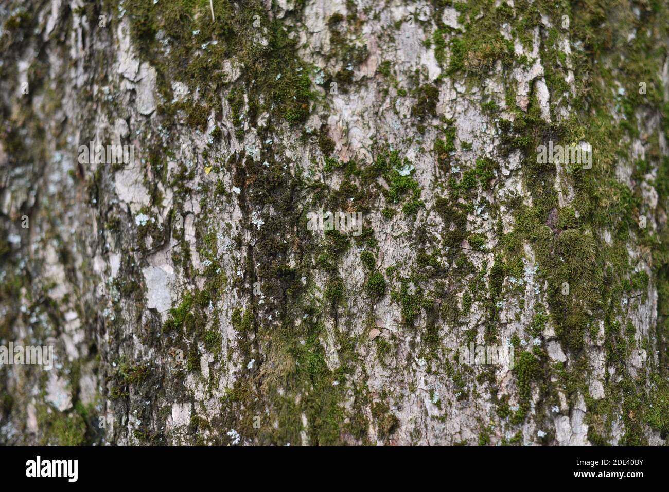Texture shot of brown tree bark, filling the frame. Tree bark texture ...