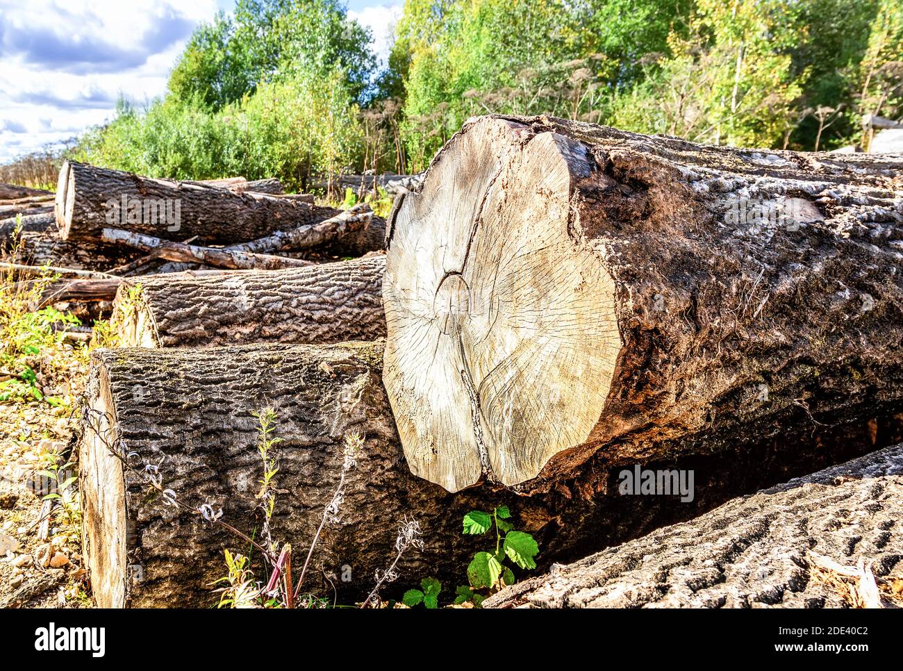Broken old cut tree logs piled up near a forest road in sunny summer ...