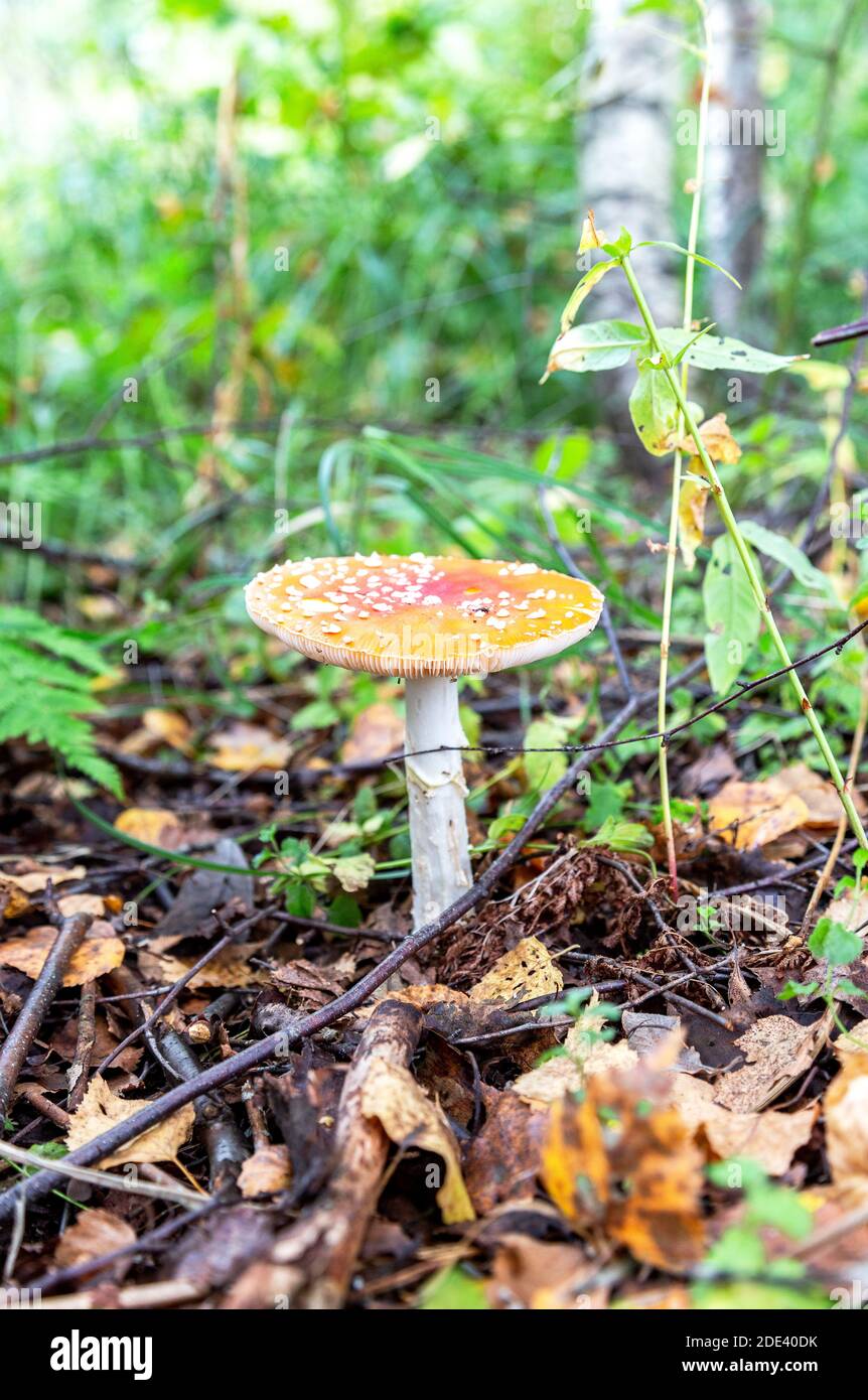 Red fly agaric mushroom in the summer forest. The toxic amanita ...