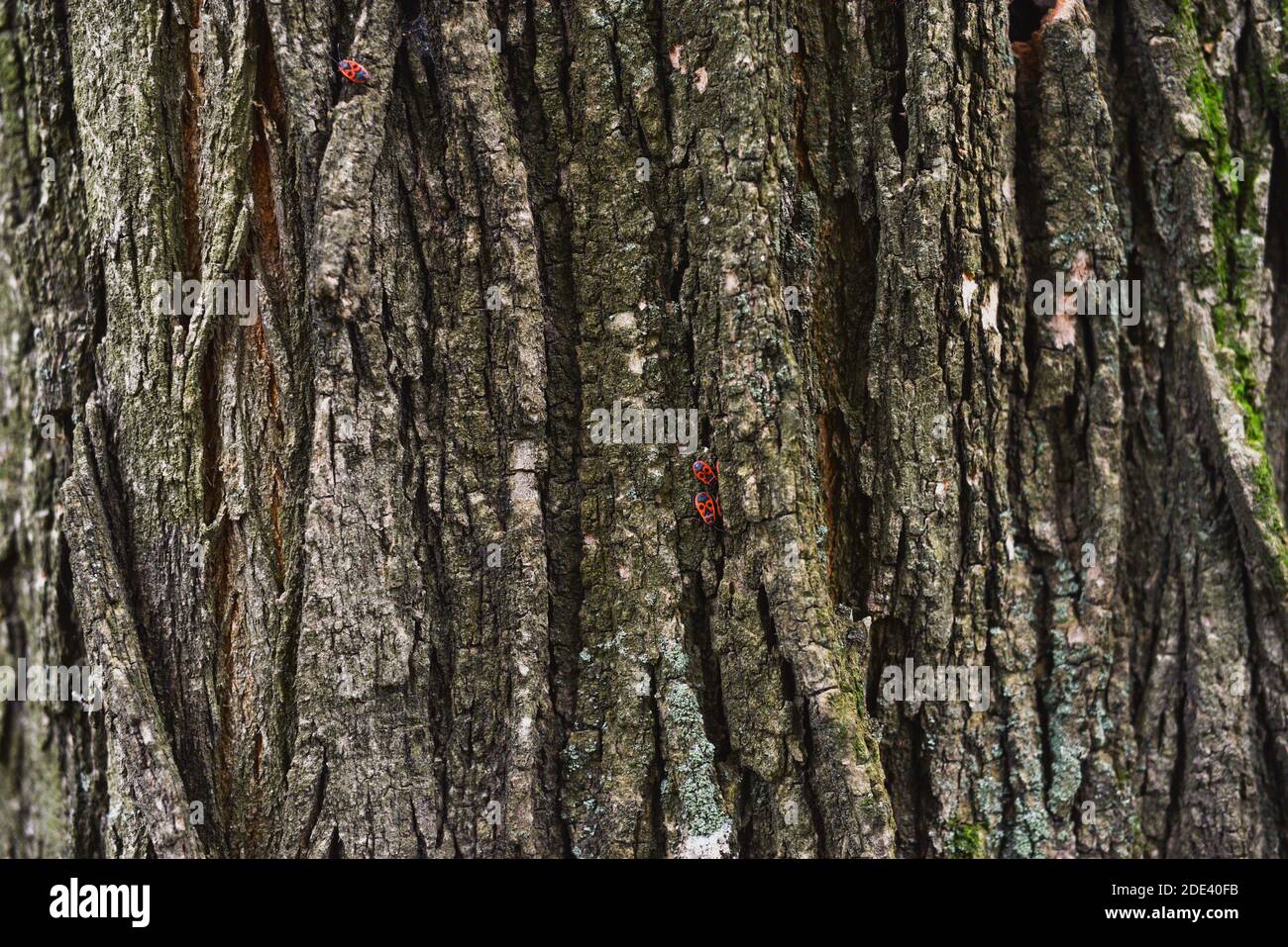 Texture shot of brown tree bark, filling the frame. Tree bark texture ...