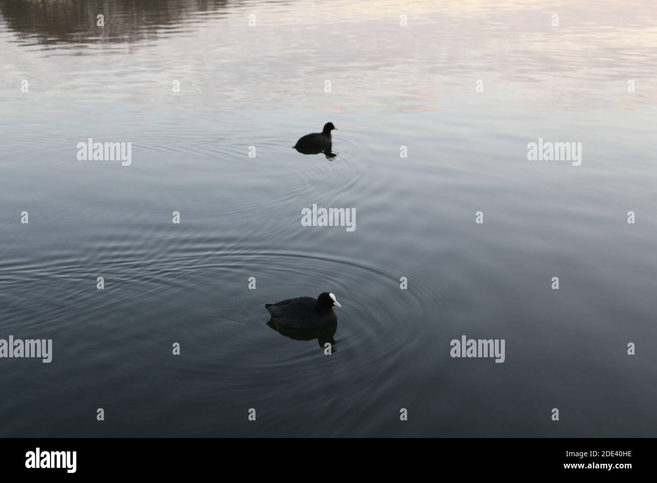 Water birds on a calm lake, reflections, down light, relaxing, nature ...