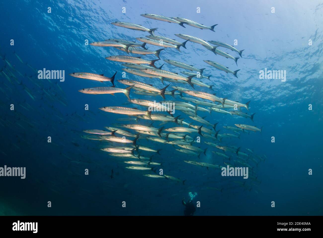School of Chevron Barracuda (Sphyraena putnamae) in blue water above a ...
