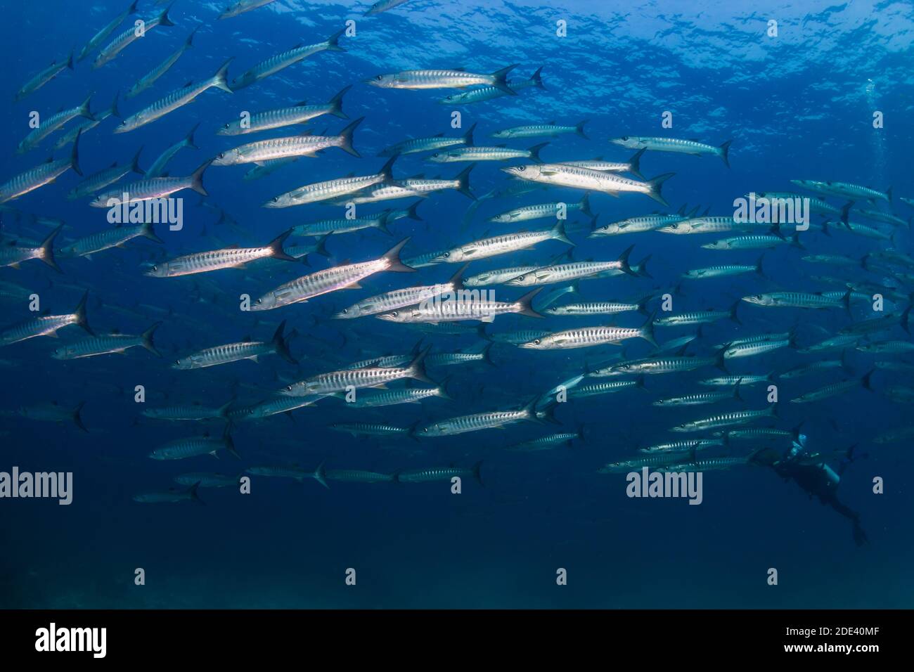 School of Chevron Barracuda (Sphyraena putnamae) in blue water above a ...