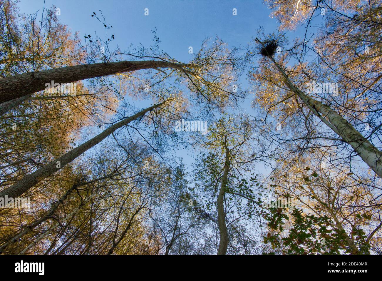 Look up into tree hi-res stock photography and images - Alamy