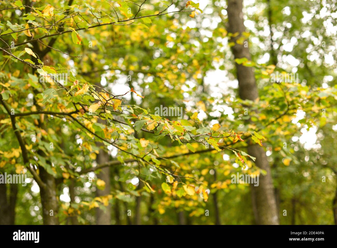Tree with yellowing leaves in the forest. Trees with yellow and green ...