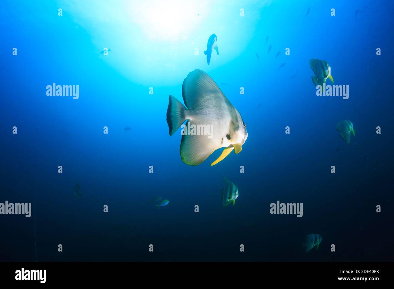 School of Batfish (Spadefish) in clear blue water above a coral reef ...
