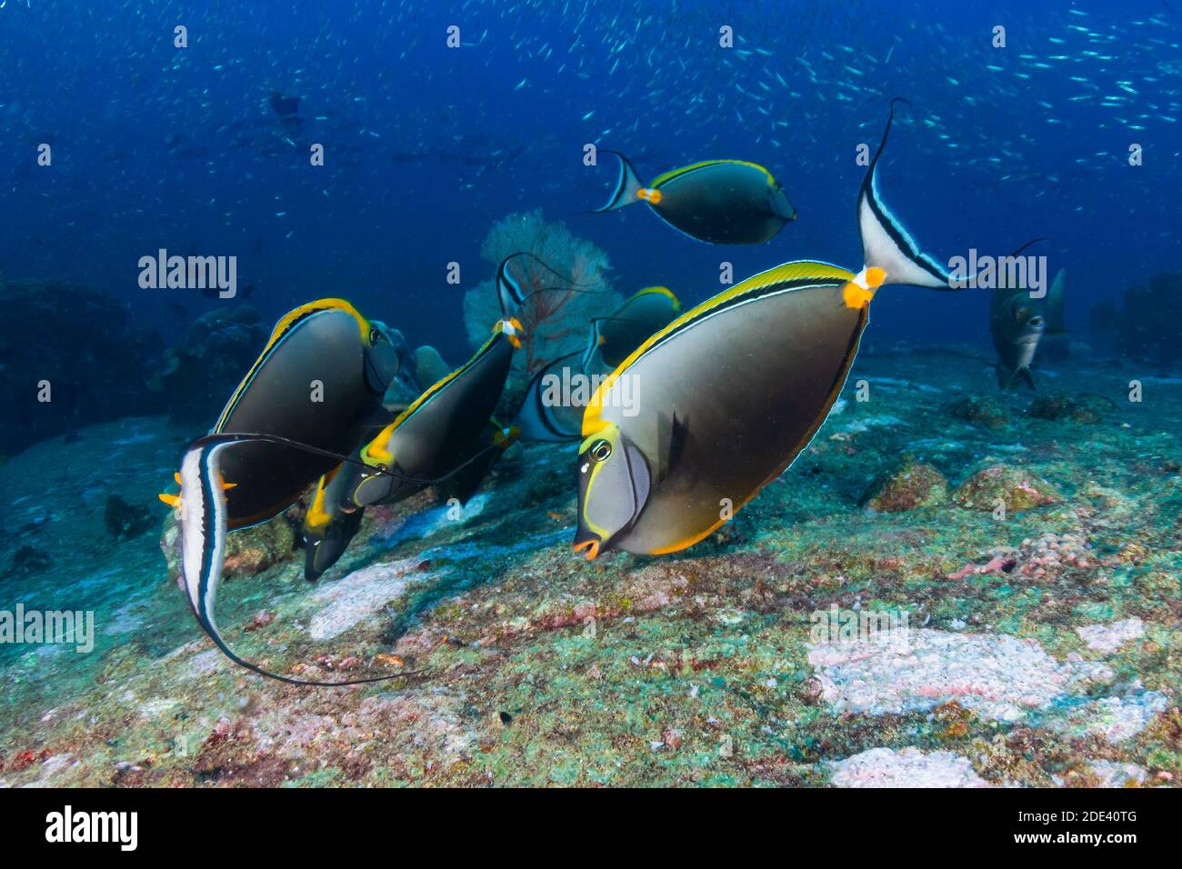 Surgeon fish habitat hi-res stock photography and images - Alamy