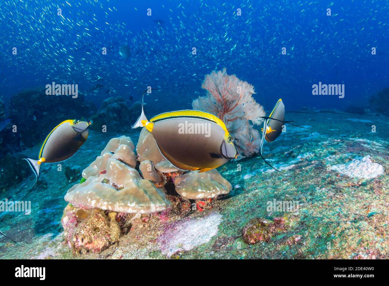 Surgeon Fish feeding on a tropical coral reef (Koh Tachai, Similans ...