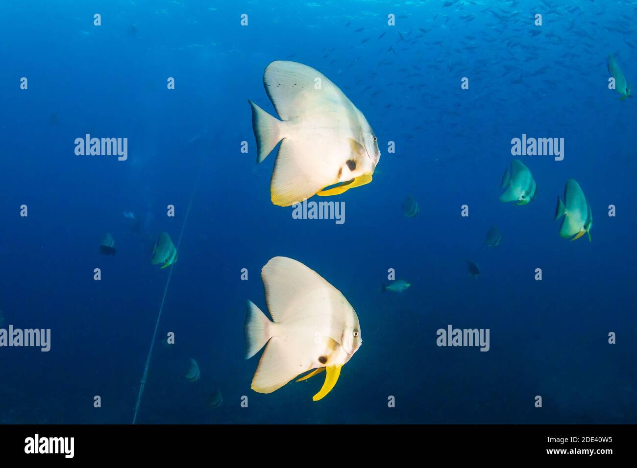 School of Batfish (Spadefish) in clear blue water above a coral reef ...