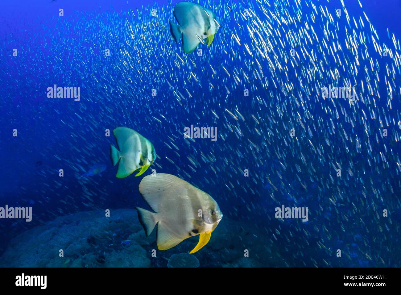 School of Batfish (Spadefish) in clear blue water above a coral reef ...