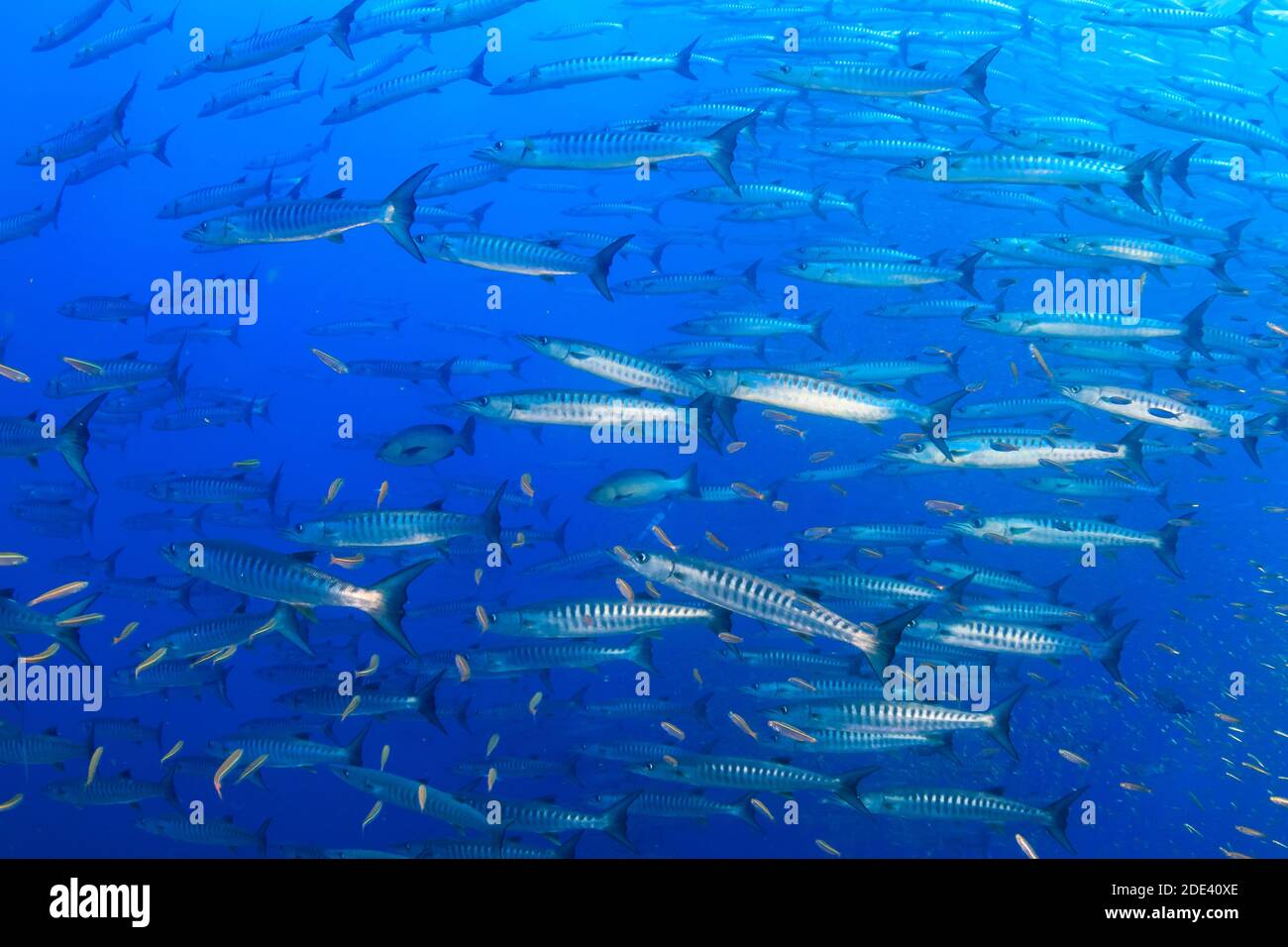 School of Chevron Barracuda (Sphyraena putnamae) in blue water above a ...