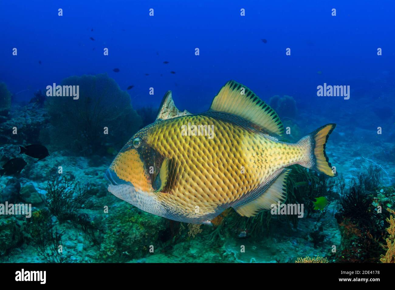 Titan Triggerfish with its trigger extended on a tropical coral reef ...