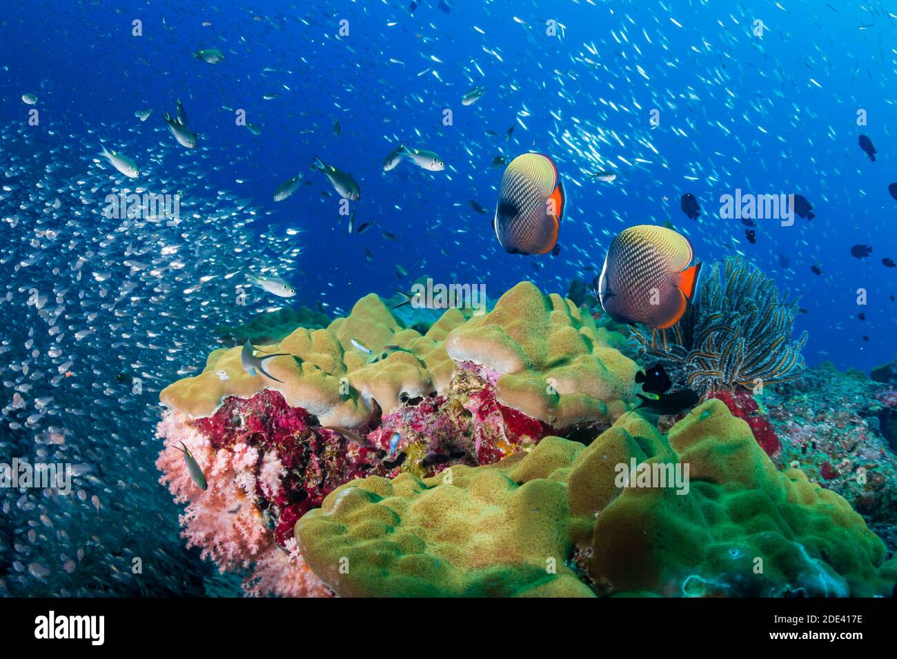 Colorful red-tail Butterflyfish on a tropical coral reef in the Andaman ...