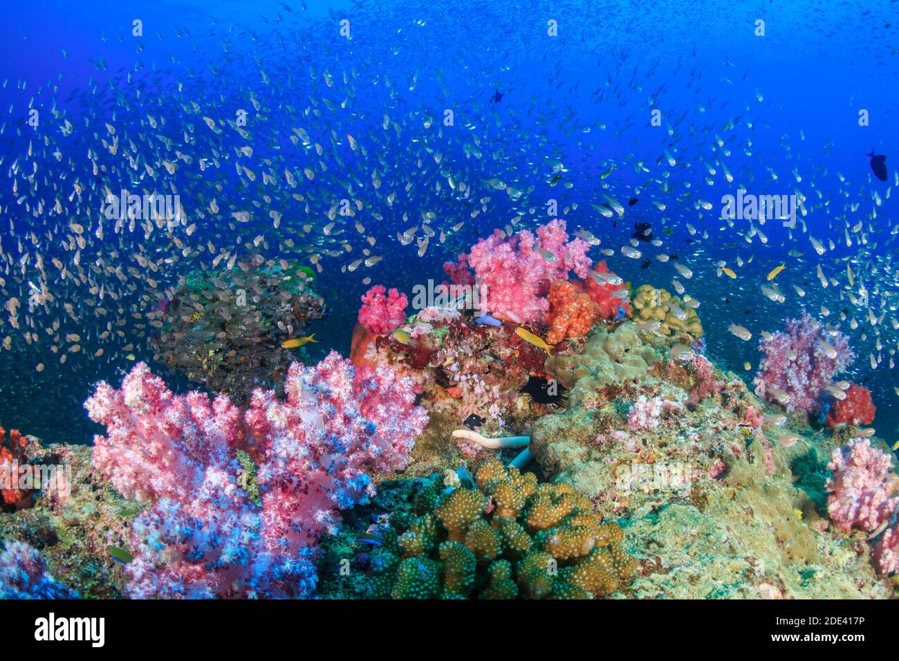 Tropical fish around a bright, colorful tropical coral reef Stock Photo ...