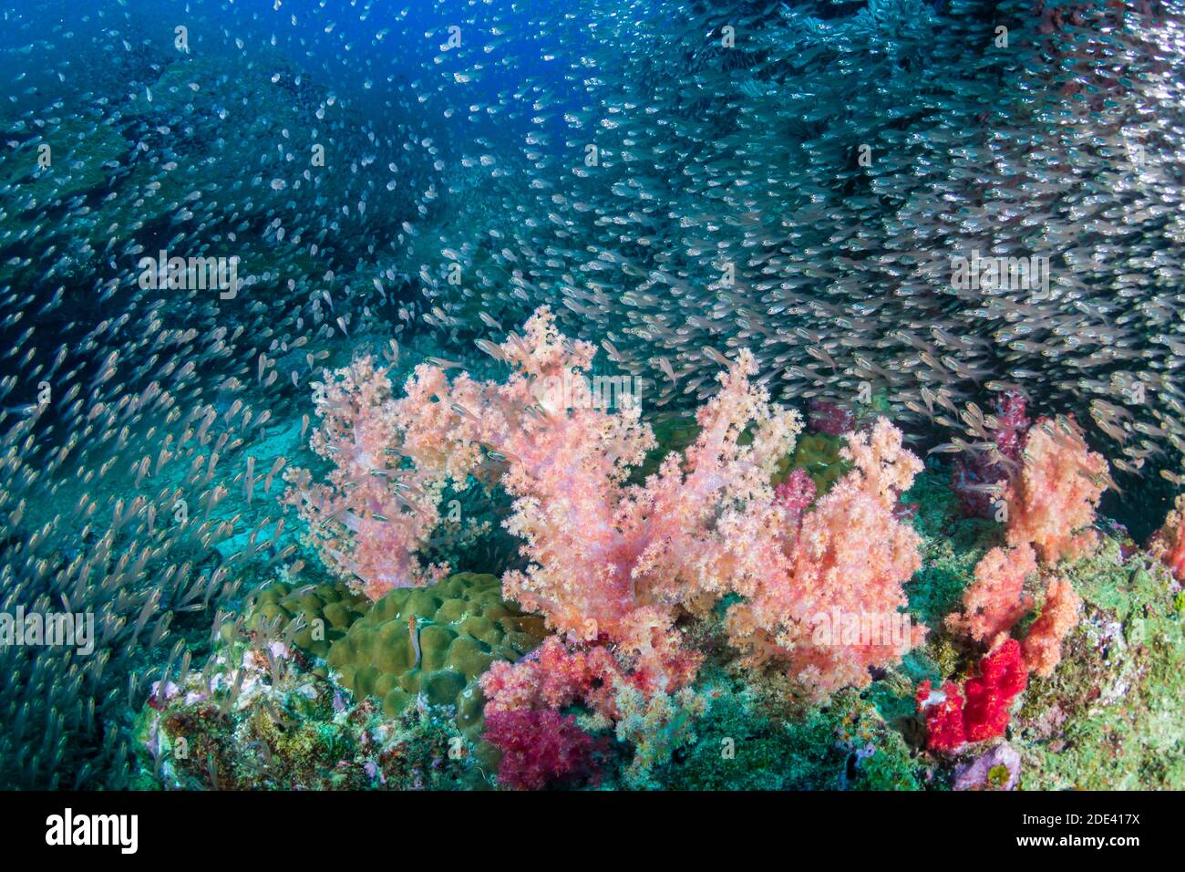 Beautiful, colorful tropical coral reef surrounded by tropical fish ...