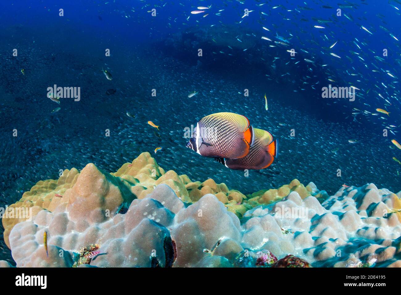 Andaman underwater angel fish hi-res stock photography and images - Alamy